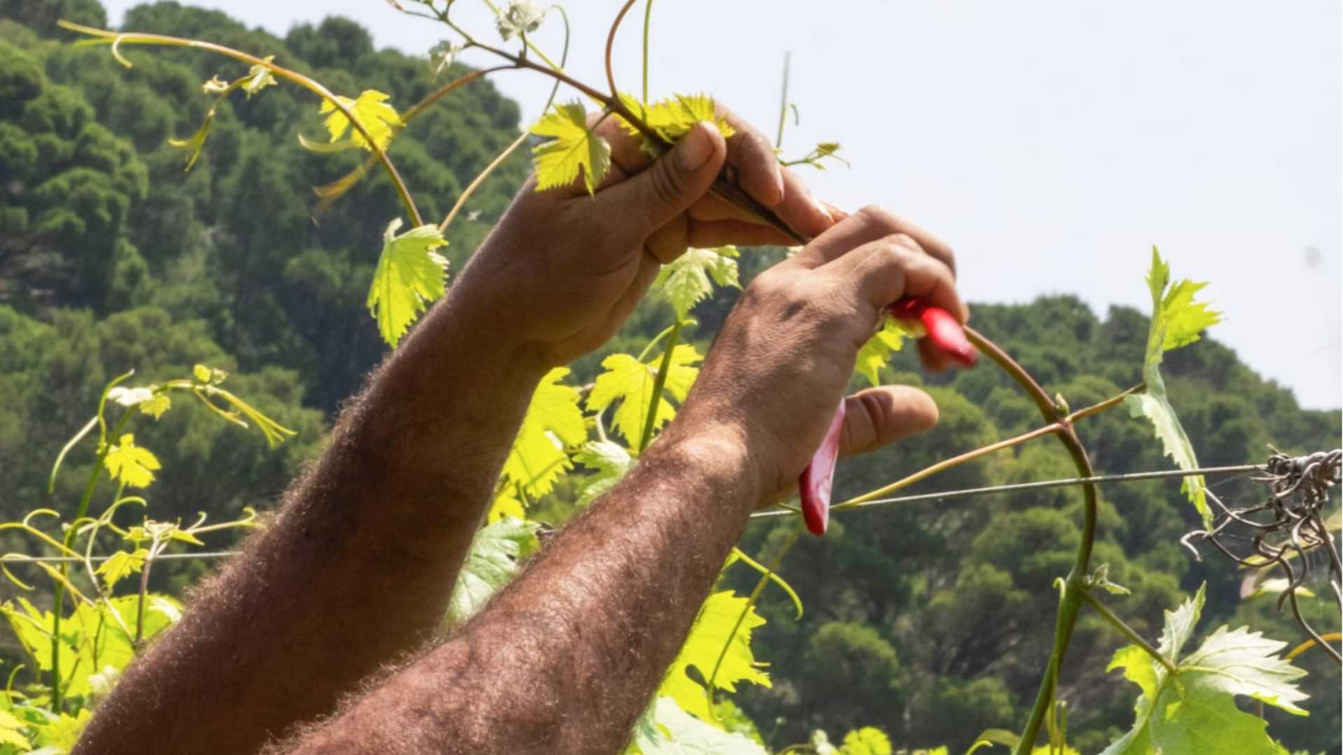 Un’isola, le vigne, lavoro e dignità: a Gorgona c'è un riscatto oltre ...